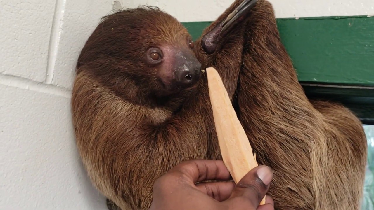 Ratchet Animal Whisperer Zoo Vlogs Episode 2: Part 2 Sloths Encounter ...