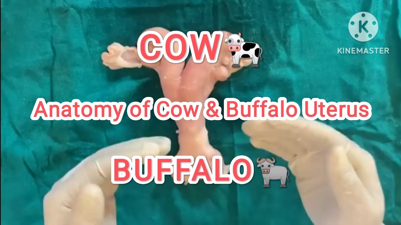 Anatomy of Cow & Buffalo Uterus_Normal Uterus @dogtor.vikash # ...