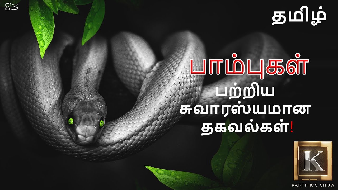 Interesting Facts about Snakes in Tamil | பாம்புகள் பற்றிய சுவாரஸ்யமான ...