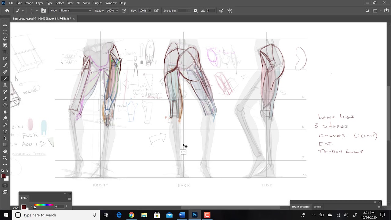 Anatomy of the Lower Leg - YouTube