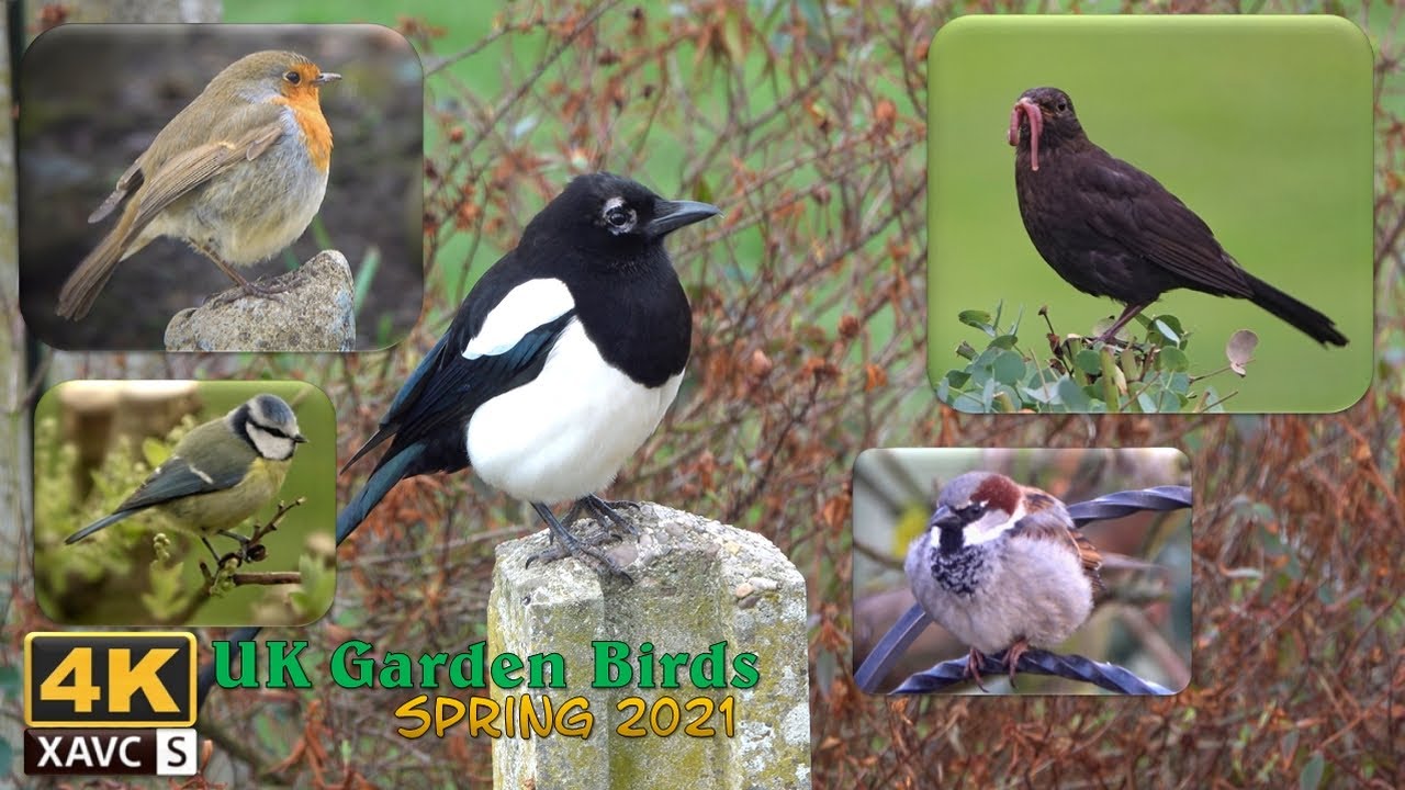 [4K] UK Garden Birds. Spring 2021 - YouTube