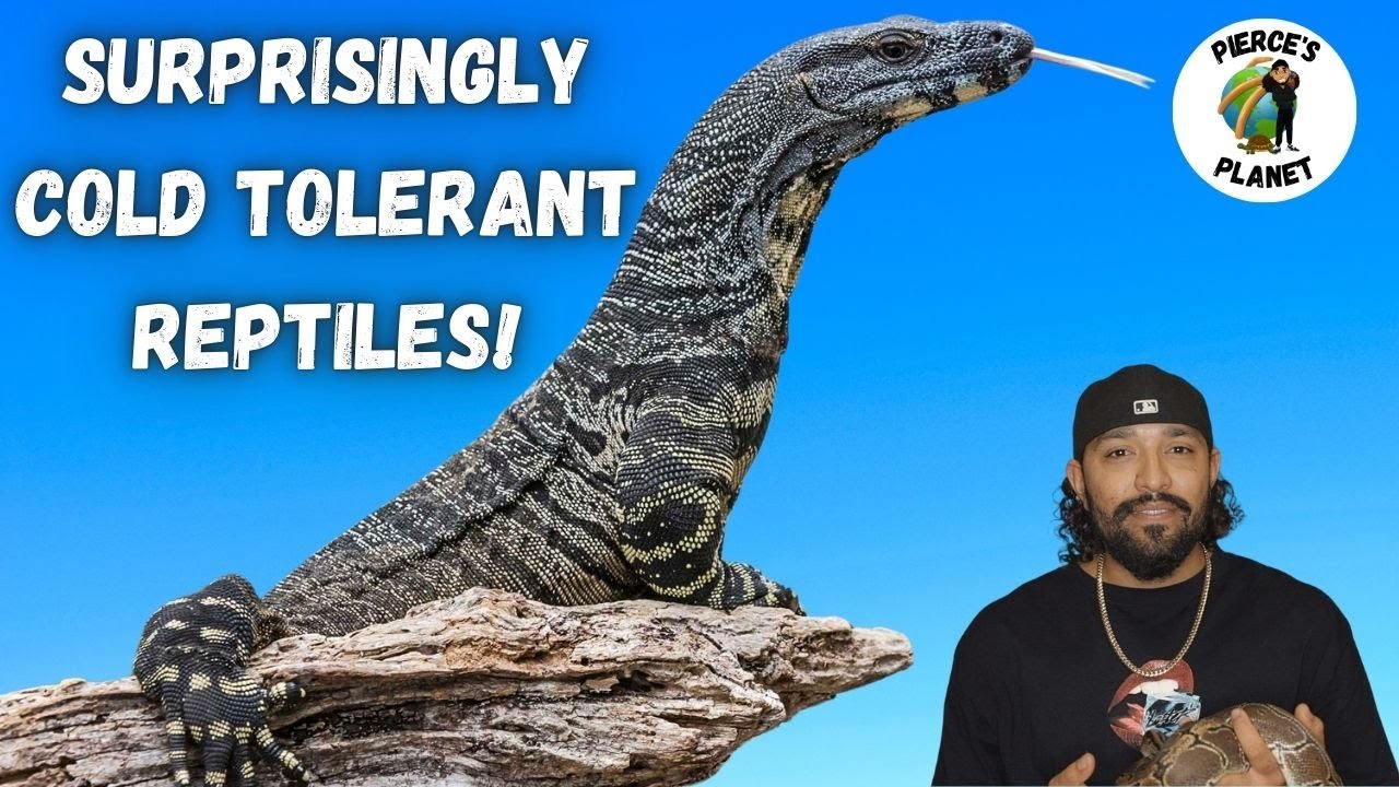 5 Cold Tolerant Exotic Reptiles You Can Keep Outdoors Year Round! - YouTube