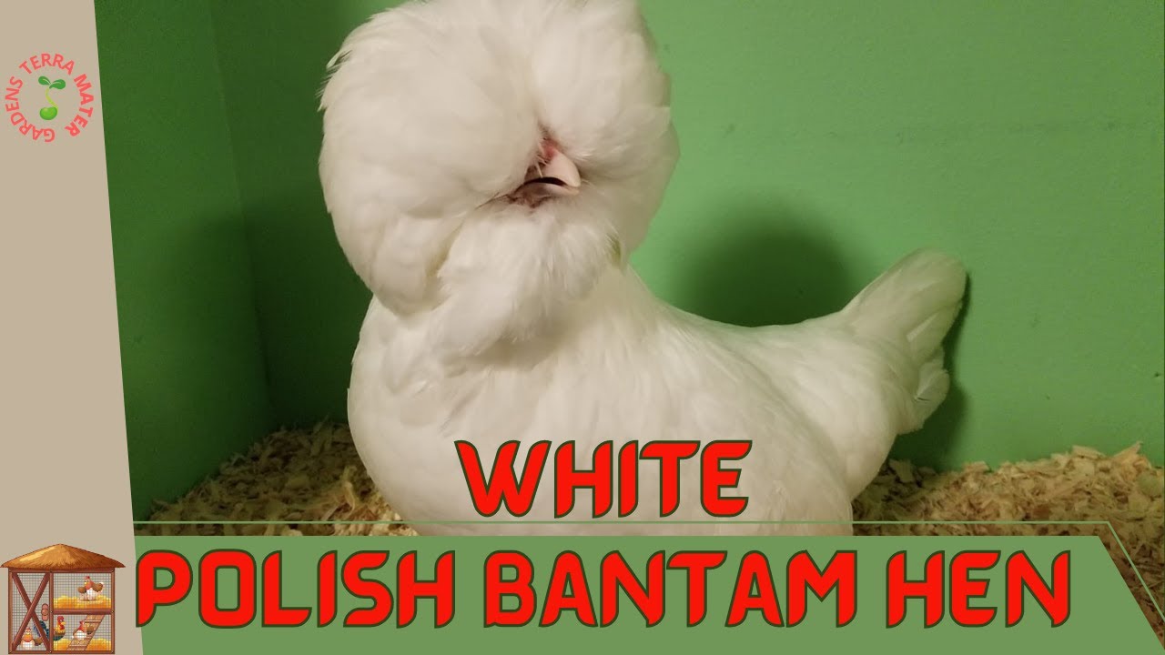 WHITE POLISH BANTAM HEN Information and Growing Tips! - YouTube
