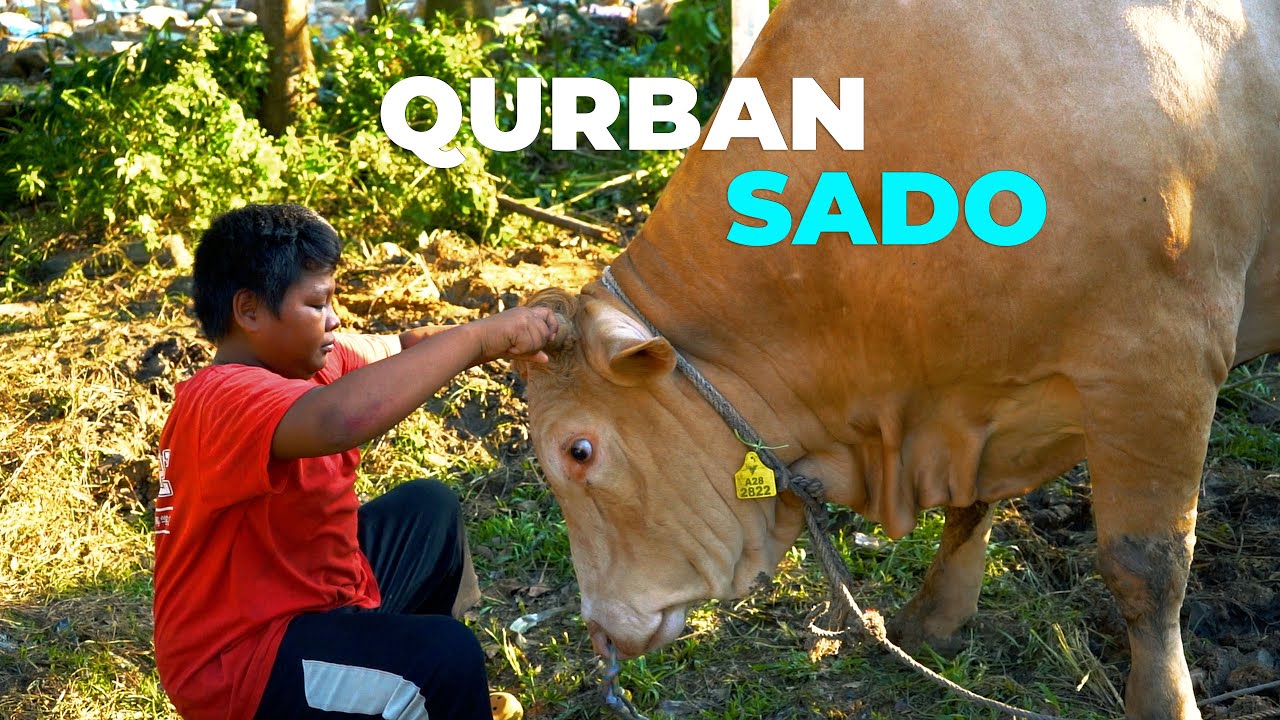 QURBAN LEMBU SADO BESAR WEH! - YouTube