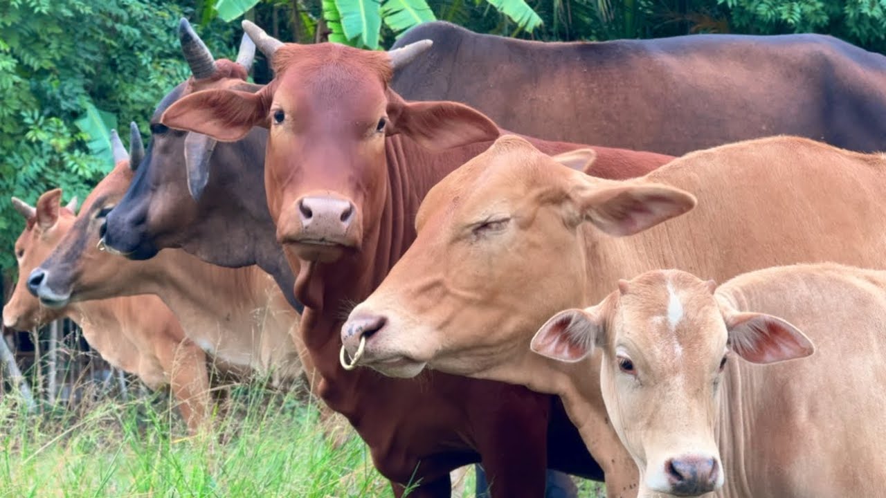 Kawanan sapi lucu di ladang, ribuan suara sapi kampung yang sedang ...