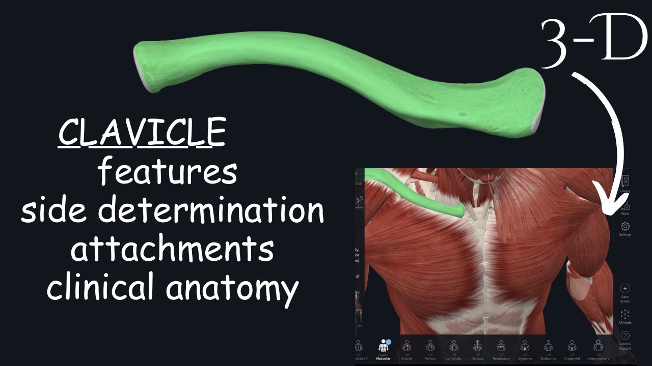 CLAVICLE BONE (3d animation) - YouTube