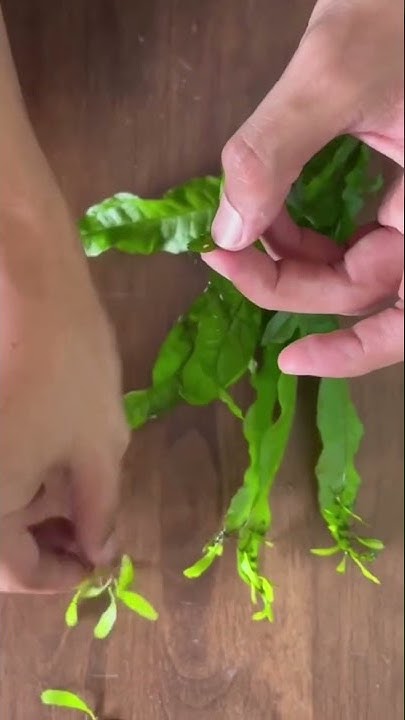 How to Propagate Java Fern - The Easy Way - YouTube
