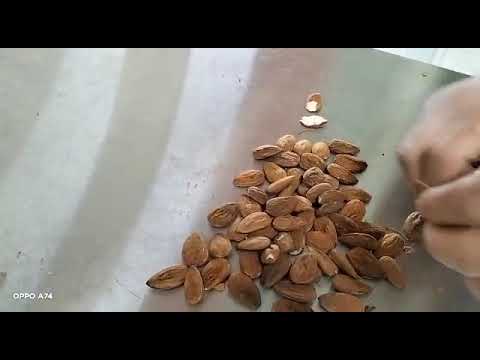 Badem Kırma Hattı ## Almond Cracking Line ## Yunanistan ## Greece - 2