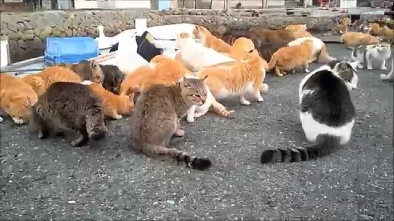 猫の島、青島訪問 その1. Visiting Aoshima, Ehime-Cat island No.1 고양이의 섬, 아오시마 방문 1 ...