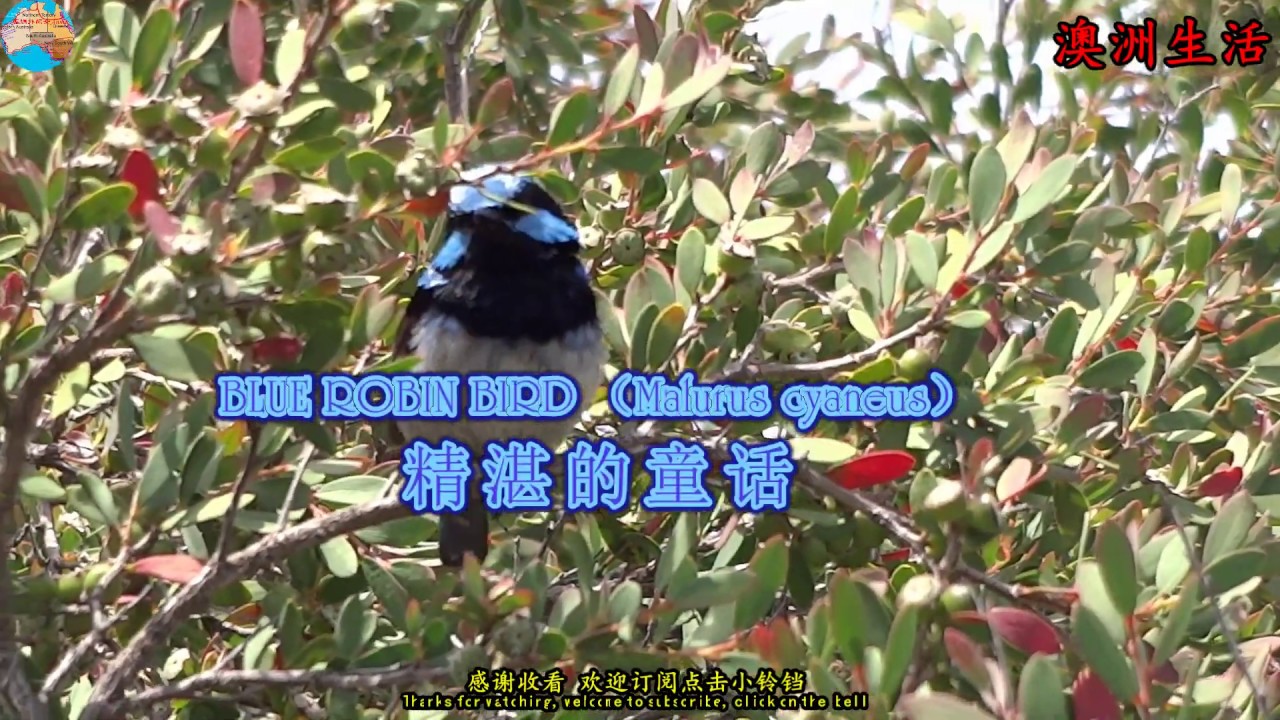 Wynyard度假村- BLUE ROBIN BIRD （Malurus cyaneus） - YouTube
