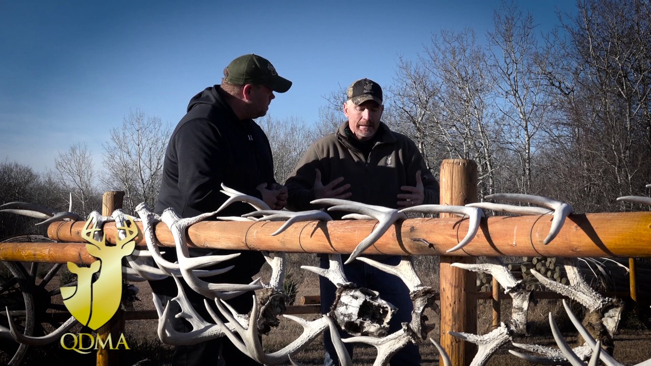 QDMA Properly Aging the deer - YouTube