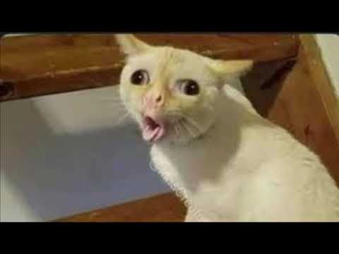 (FULL AUDIO) Imma put my cat on the mic meme - YouTube