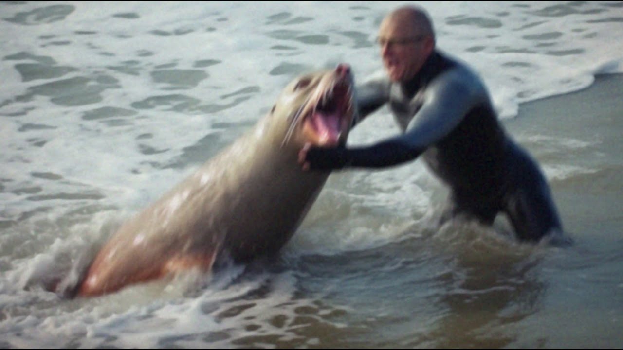 This Leopard Seal Killed 5 People in 8 Minutes - YouTube