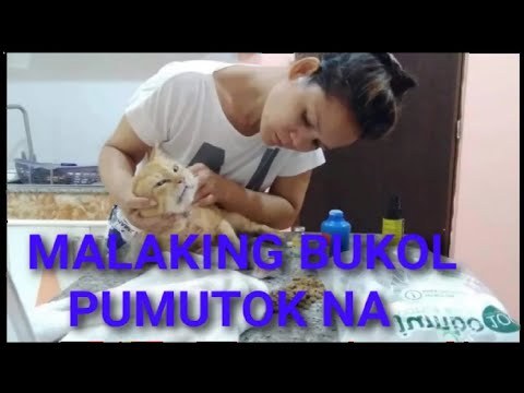 How to Treat Bad Infection on my Cat!! Bukol sa aking Pusa sumabog na.# ...