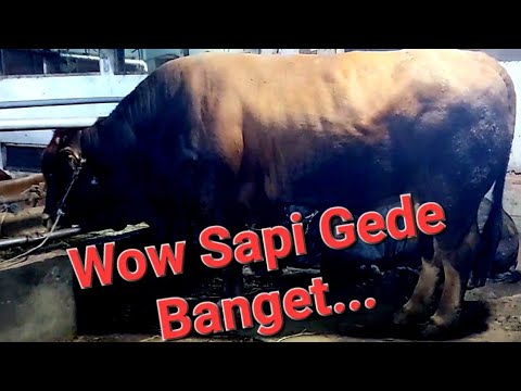 Sapi Gede gede banget - YouTube