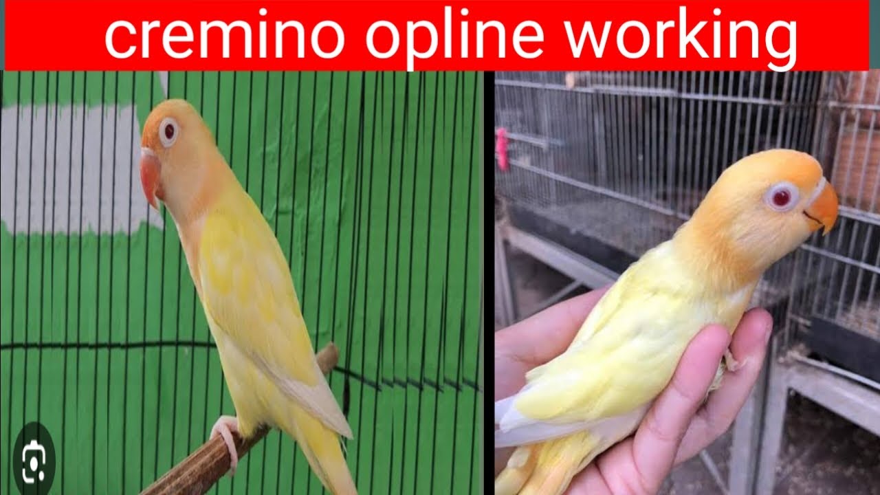 cremino opaline working k bird kaisy bnain how to produce cremino ...