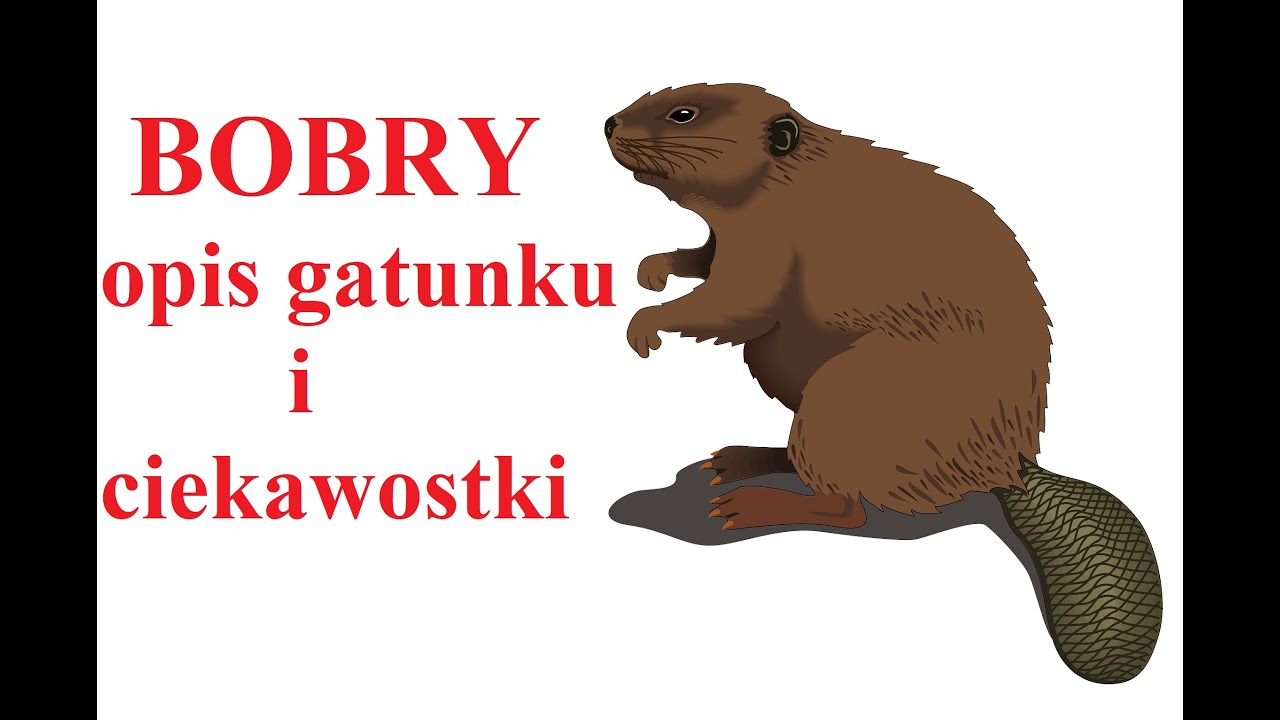BOBRY - opis gatunku i ciekawostki - YouTube