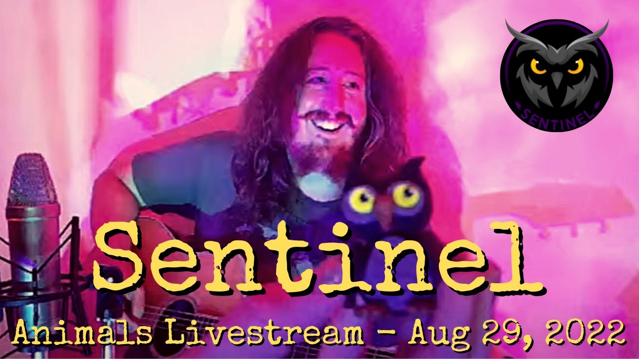 Sentinel's Animal Livestream - August 29, 2022 - YouTube