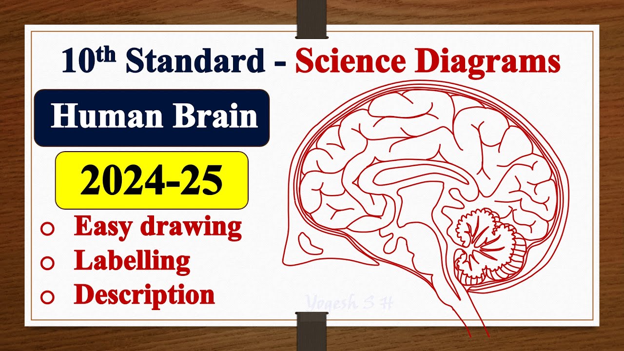 Human Brain Diagram drawing | Labelling | Functions | DRAWING | SSLC ...