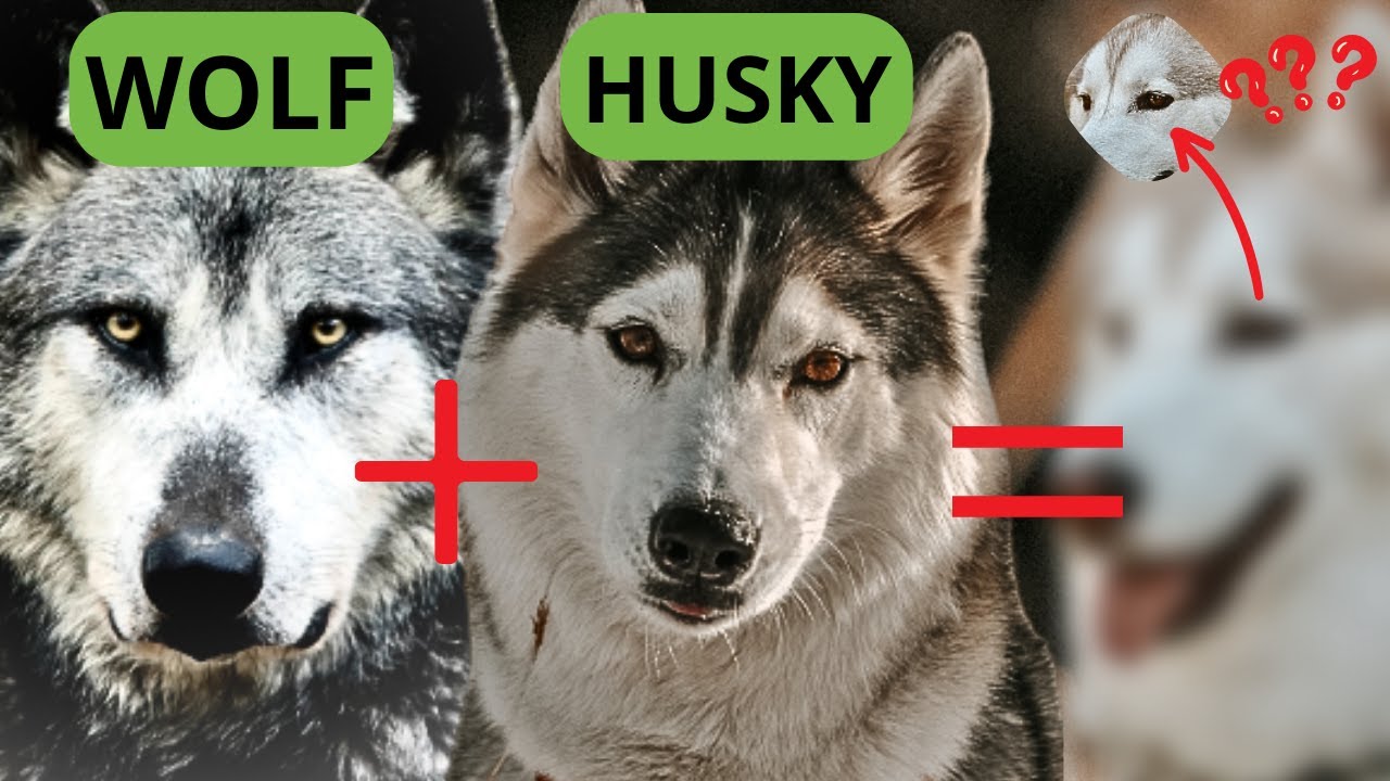 10 strangest mixes of dog breeds you haven't heard of! - YouTube