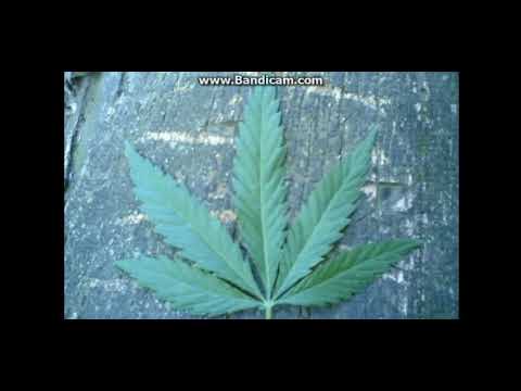 Блатной удар  -  Караваншик Али