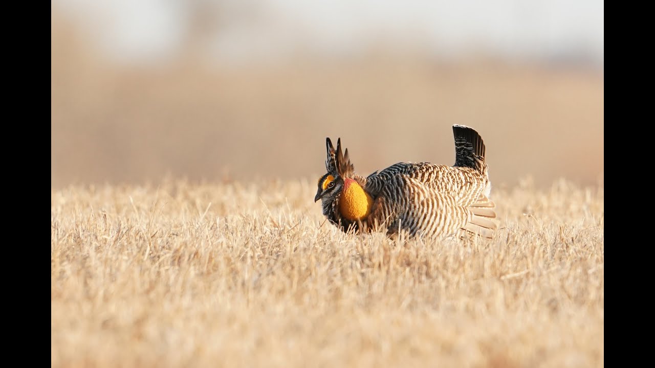 Greater prairie chicken lekking behavior (booming), SE Nebraska - YouTube