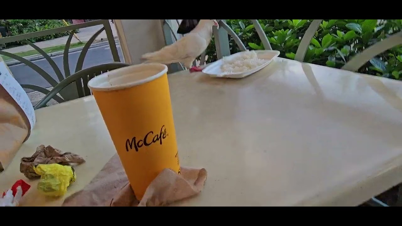 240402 - Hawaii McDees and Birds - YouTube