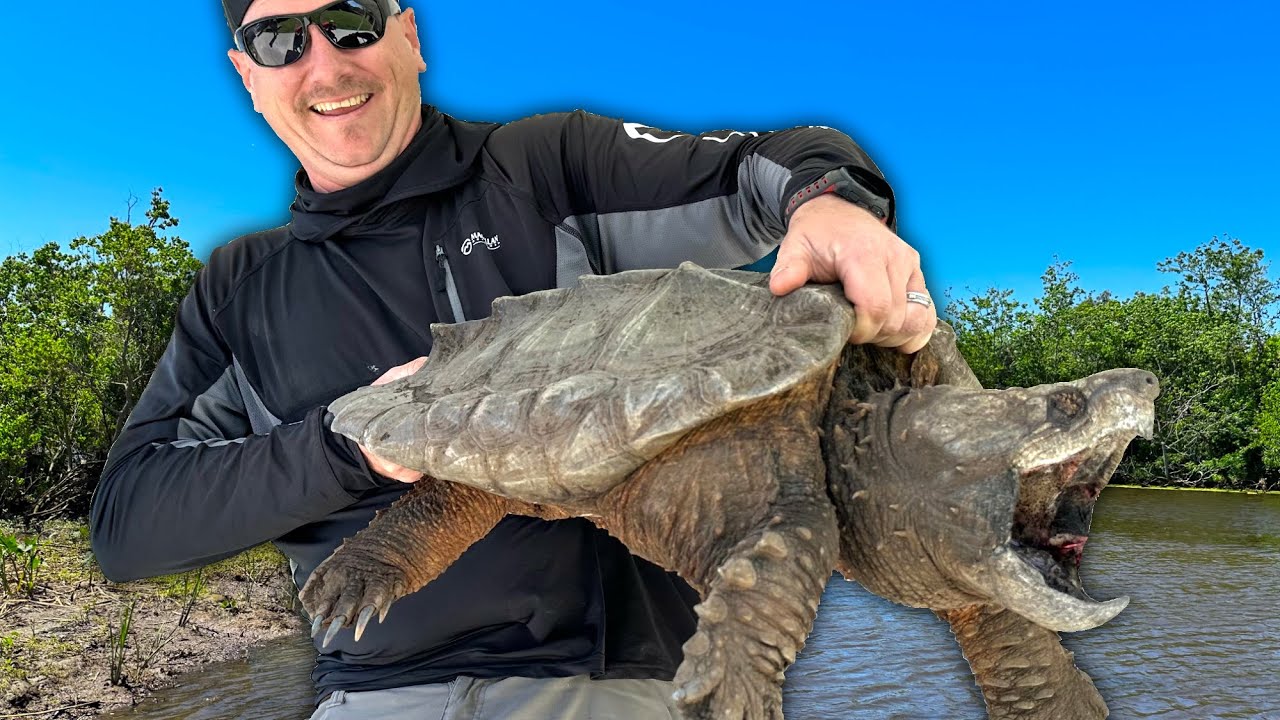 MASSIVE Alligator Snapping Turtle Caught on Jug Lines ! - YouTube