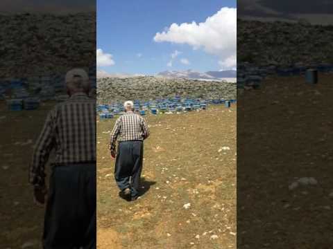 Arıcı dayı