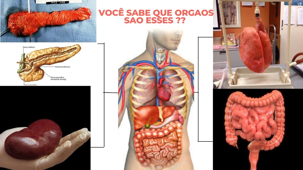 ÓRGÃOS DO CORPO HUMANO VISTO EM FOTOS REAIS !!! - YouTube