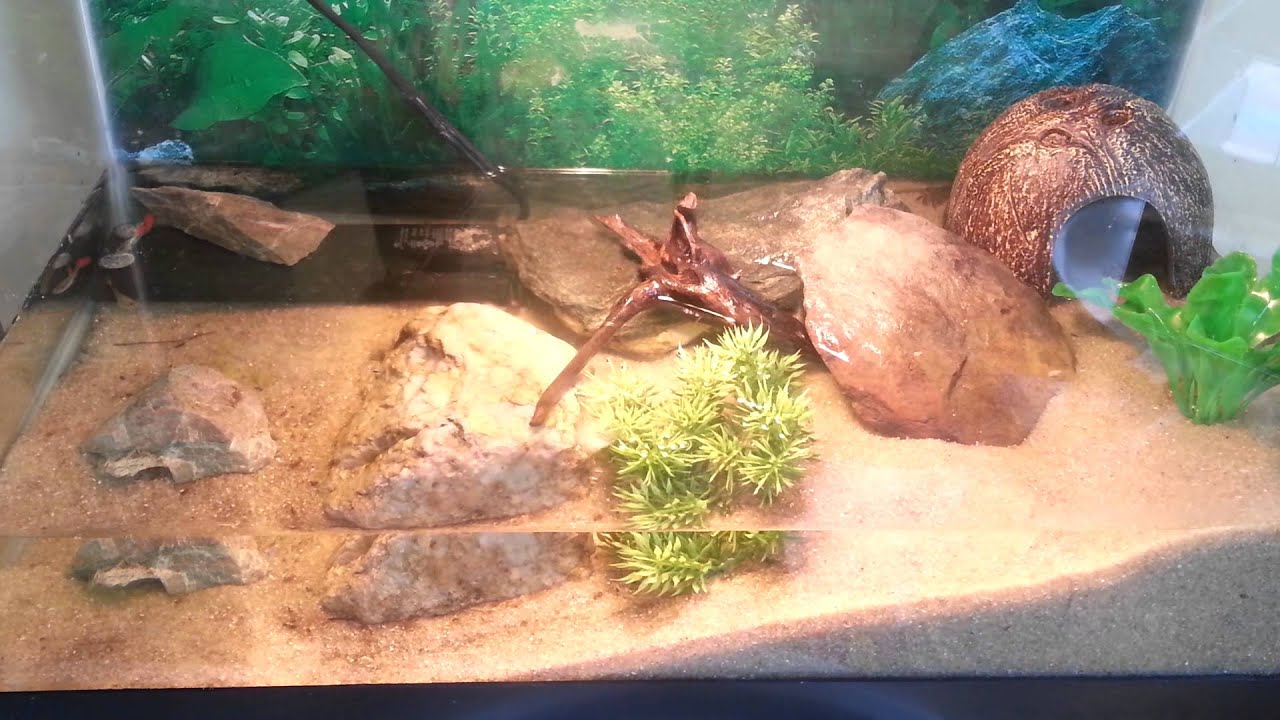 10 gallon red clawed crab tank update - YouTube