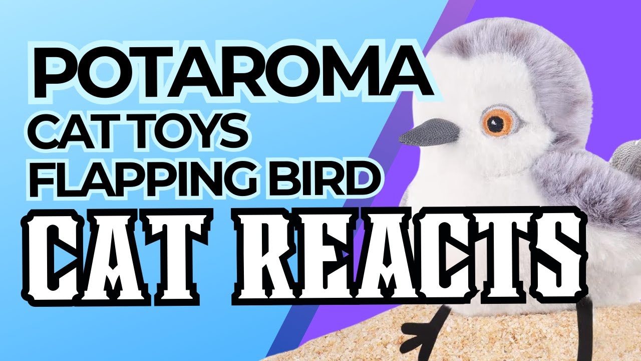 Estelle's Newest Toy! Potaroma Cat Toys Flapping Bird! CAT REACTS - YouTube