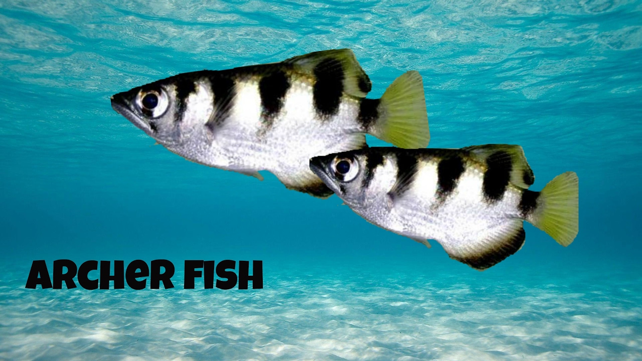 Archer fish tank - YouTube
