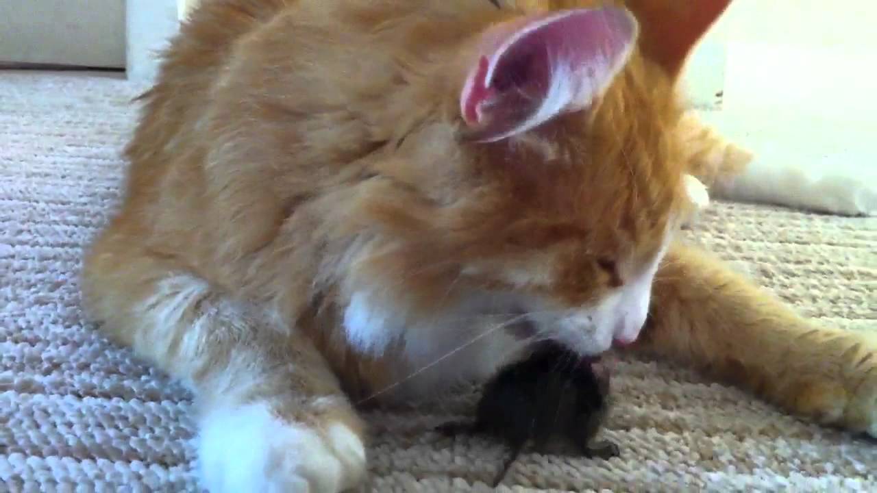 Norwegian forest cat eating a mole, Warning GRUESOME!! - YouTube