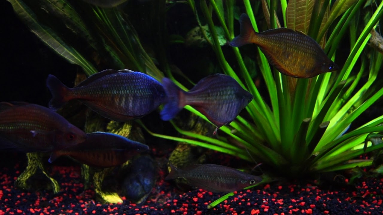 Chilatherina fasciata "Clearwater Creek" in night light mode - YouTube