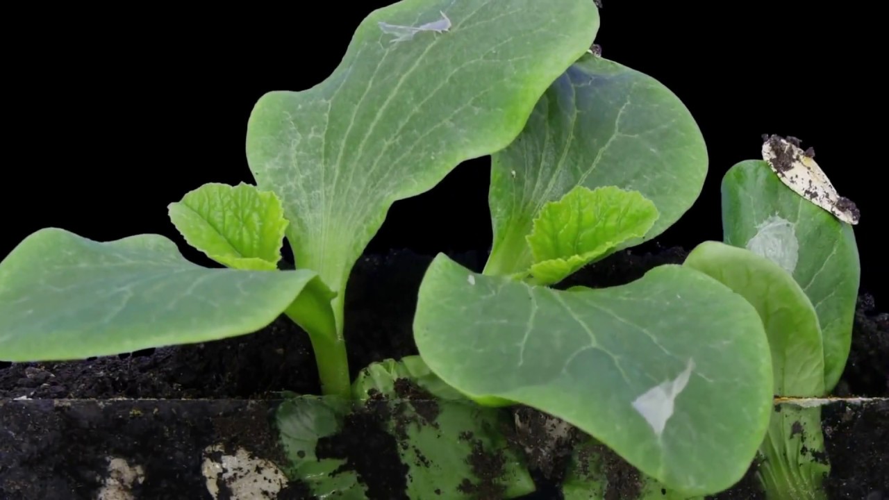 Timelapse Plant Growing Video - YouTube