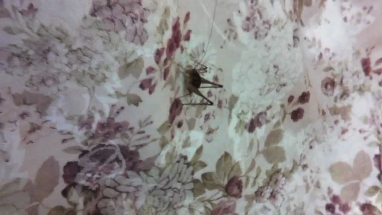 IRK KILLING LARGE KOREAN BUG - YouTube