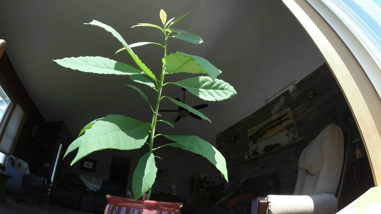 Ava the Avacado plant waking up - YouTube