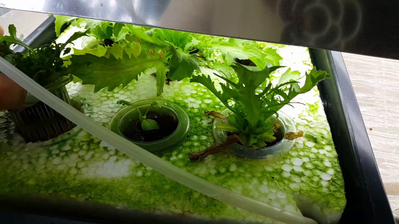 How to DIY indoor Hydroponics shelf (Part 1) - YouTube
