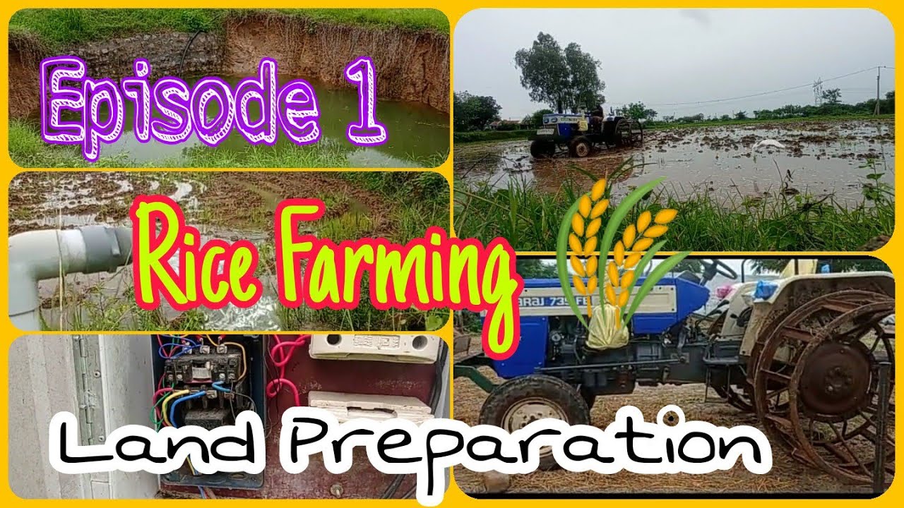 Episode -1//Rice Farming Process🌾 //Step-1 in Rice Farming //How Rice ...