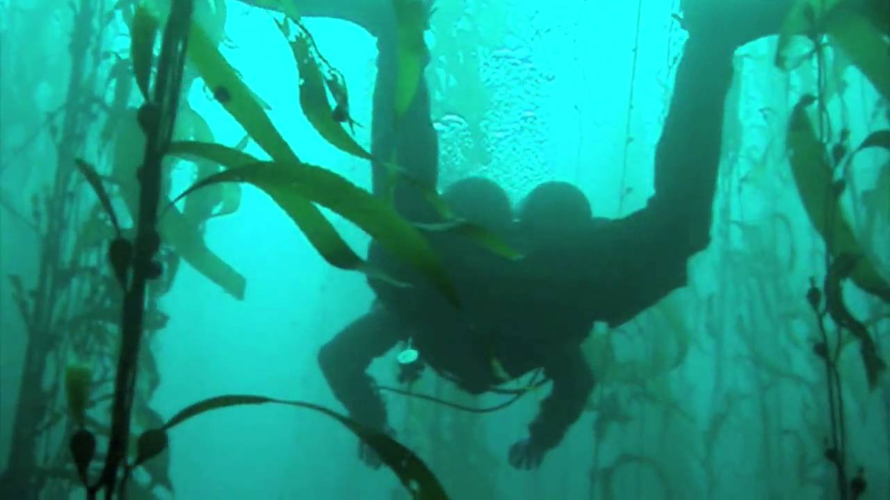Point Lobos Cavern Diving? - YouTube