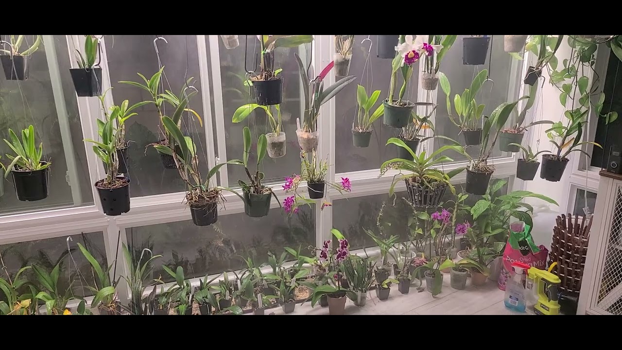 My orchids are taking a bath 😃 - YouTube