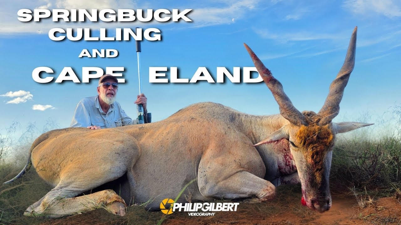 Culling Springbuck and Hunting the Cape Eland - Mega Springbuck - YouTube