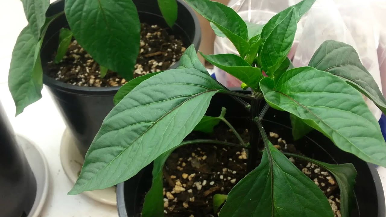 Indoor Pepper Cross Breeding Part 4 - YouTube