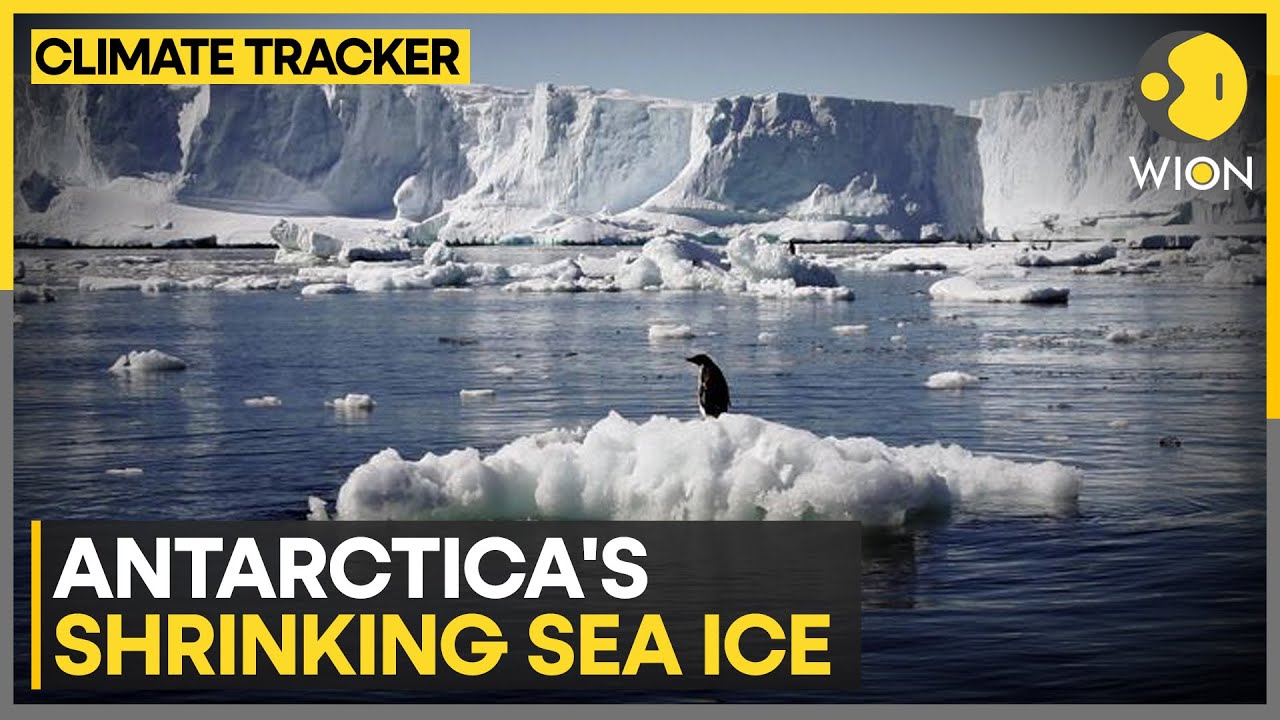 Antarctic sea ice depleting due to rising temperatures | WION Climate ...
