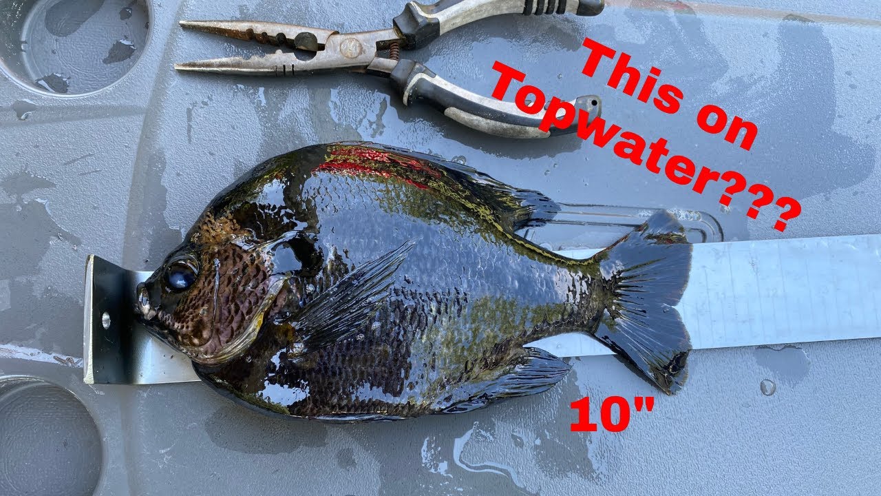 GIANT Bream on Topwater - We won first place! - YouTube