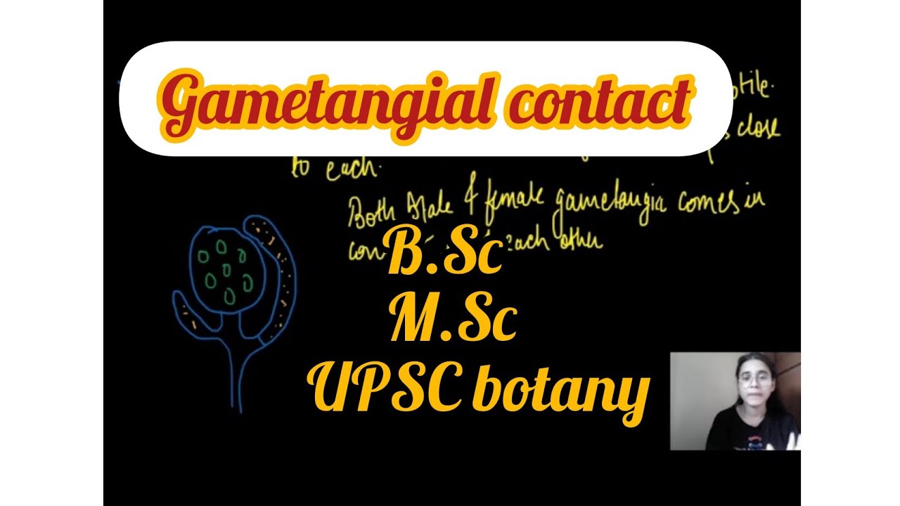 What Is Gametangial Contact Types Of Gametic Fusion In Fungi what-is-gametangial-contact-types-of-gametic-fusion-in-fungi