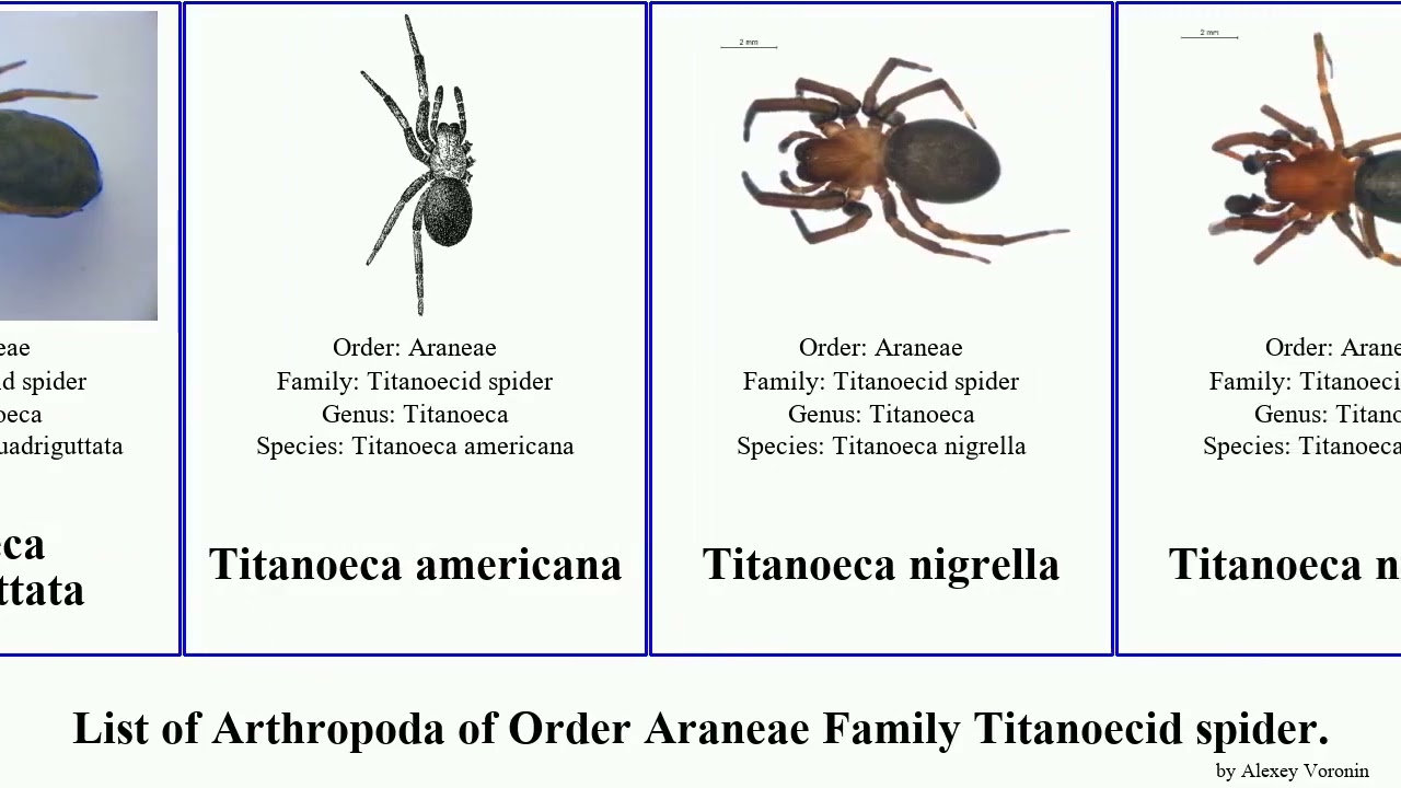 Araneae