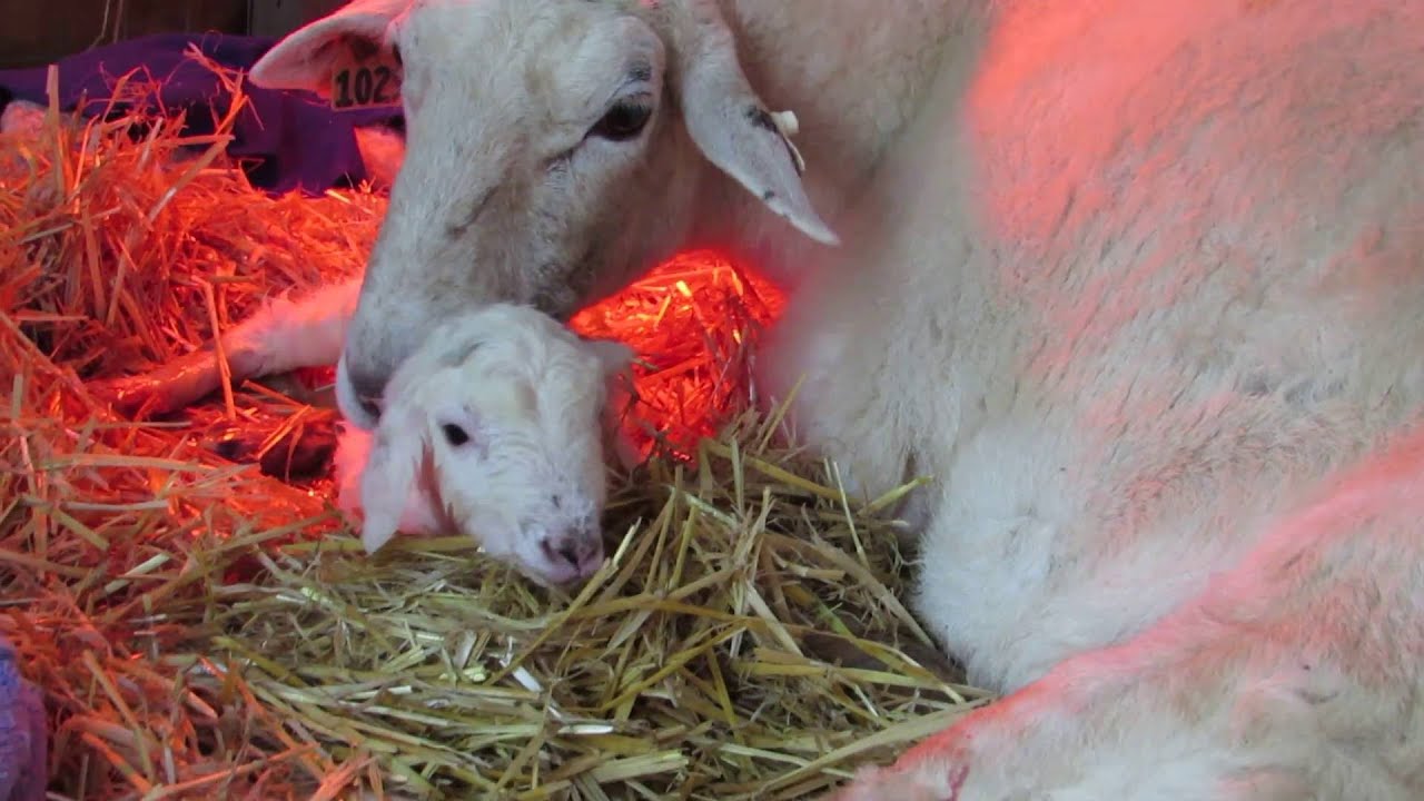 Sheep gives birth - YouTube