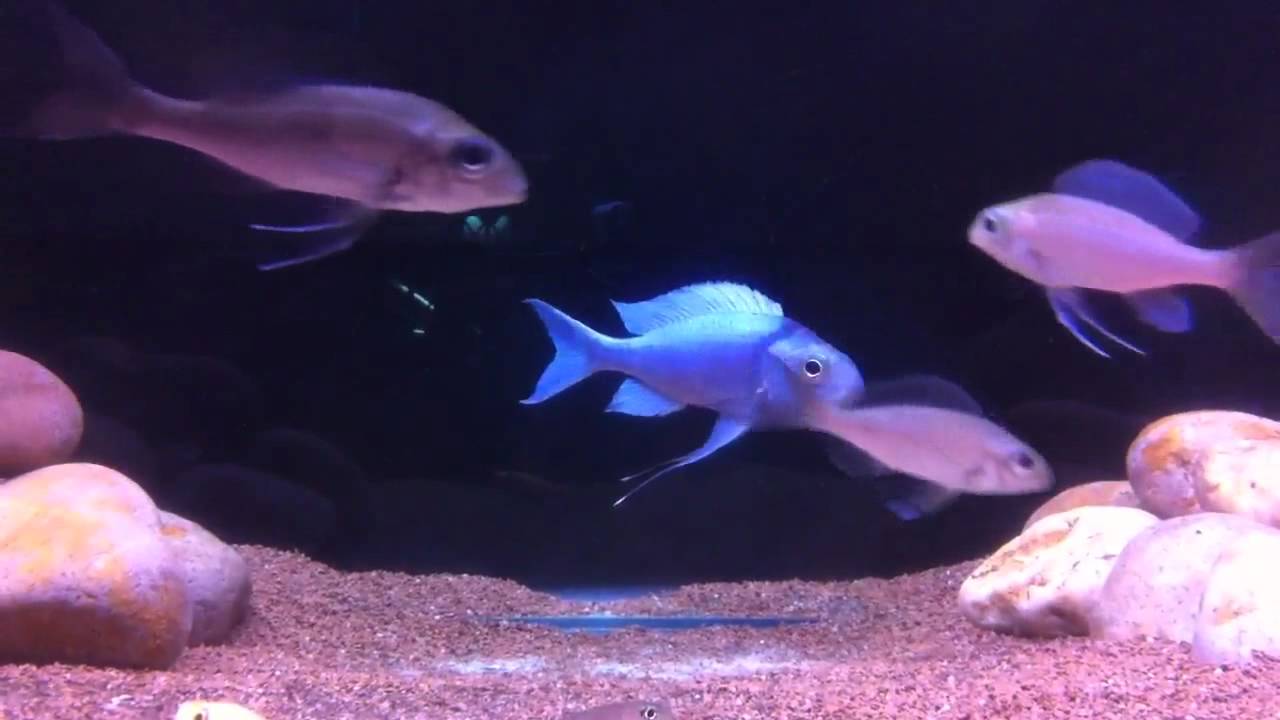 Ophthalmotilapia Ventralis Orange Cap Kambwimba Wild - YouTube
